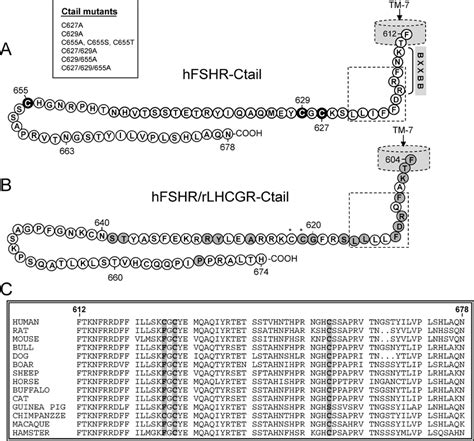 Schematic Of The Carboxyl Terminal Segment Ctail Of The Hfshr And The