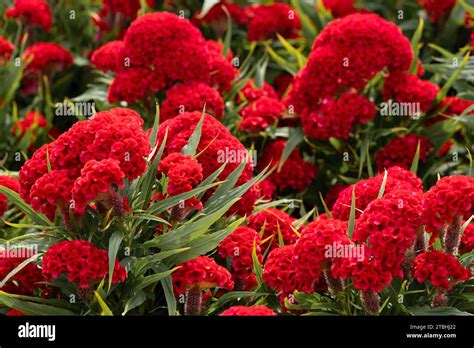 Cockscomb Are Interesting Ornamental Plants Similar In Shape And Use To Amaranth They Are