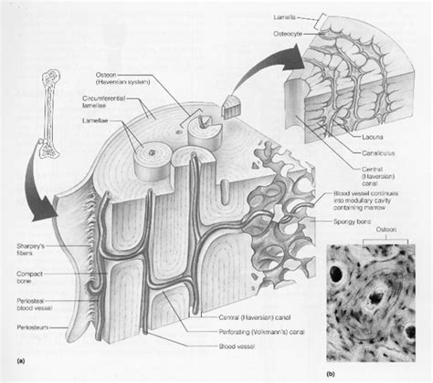 Biol Lecture Exam Flashcards Quizlet