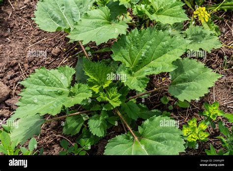 Heracleum Cow Parsnip Parsnip Green Large Leaves Of A Fast Growing