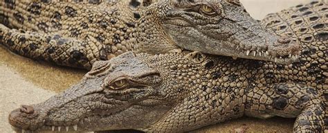 Sciencealert On Linkedin Low Flying Helicopter Sparks Crocodile Sex