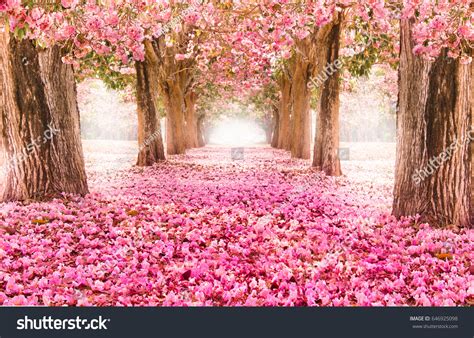 Romantic Tunnel Pink Flower Trees Stock Photo Shutterstock