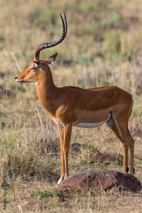African Impala