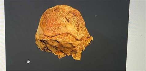 Solved Workstation 1 Early Homo Vs Australopithecus