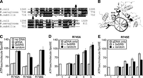 Mutations In The Putative ␥ Subunit Interface Uncouple Dna Binding From Download Scientific