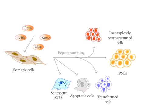 different cell fates arisen from introduction of reprogramming factors