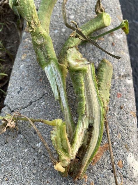 Marchitez Bacteriana Del Tomate Ralstonia Solanacearum Herbario