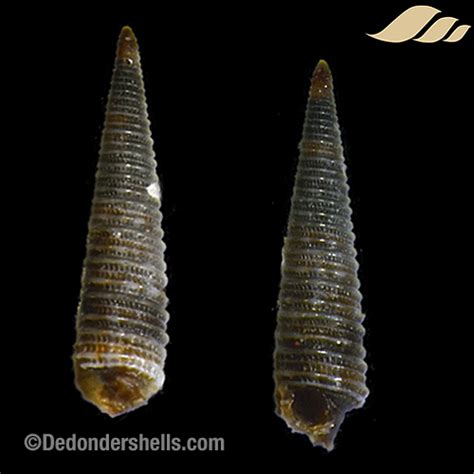 Latitriphora Maxillaris 4 De Donder Shells
