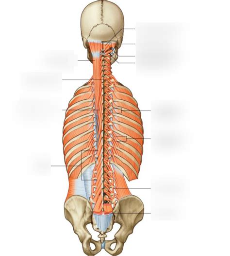 Diagram Of Posterior Thoracic Muscles Quizlet