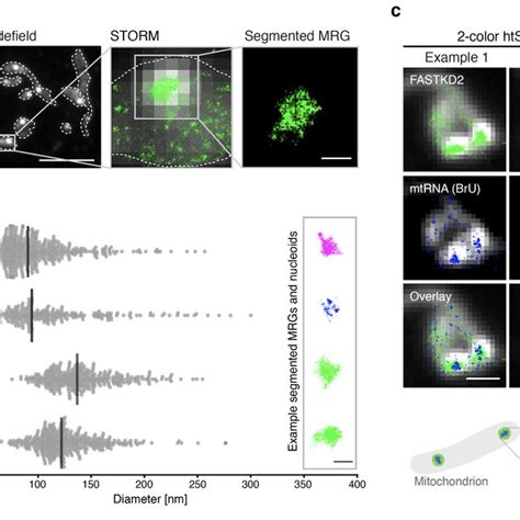 Nanoscale Organization Of Mrgs A Mrg Size Assessment By Download Scientific Diagram