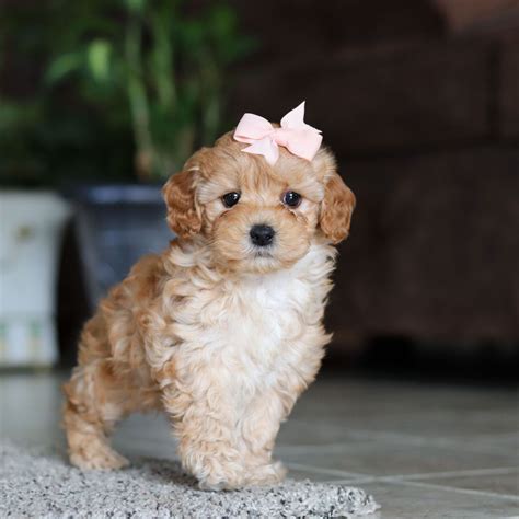 Adorable Cavapoo Puppies