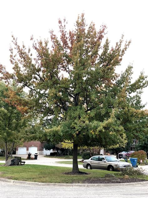 Tree Of The Week Shingle Oak