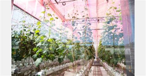 Aus Sydney University To Deliver New Crop Monitoring For Protected Horticulture Facilities