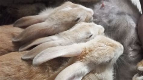 কিভাবে ছানা গুলো দুধ পান করে দেখুন। Youtube