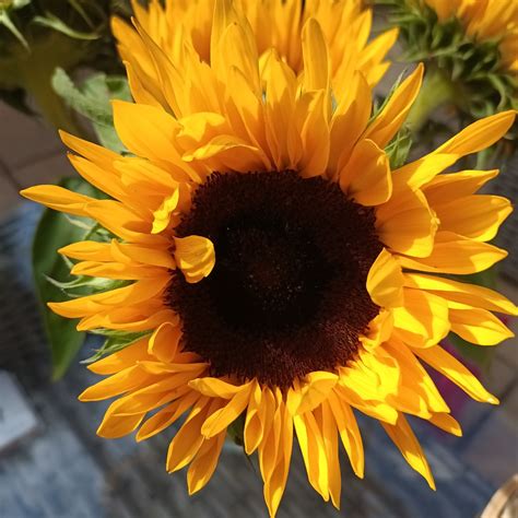Sunflower Yellow Lyrics At Chastity Dowling Blog