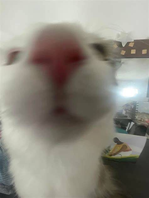 purrr r catsarealiens