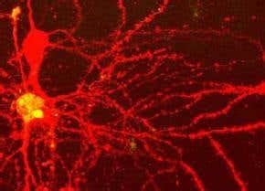 Sex Pheromones Make Mice Brains Grow New Scientist