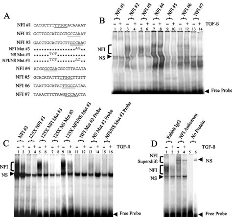 Binding To Multiple NFI Sites In The HPV URR Decreases Upon Treatment Download Scientific