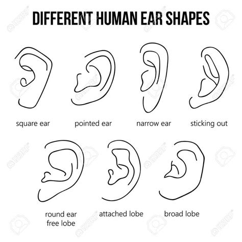 Different Human Ear Shapes All Types Of Ears Piercing Chart Ear Piercings Chart Ear Piercings