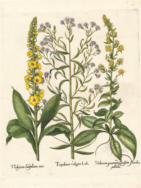Besler Pl 266 Seaside Aster Velvet Plant White Mullein By
