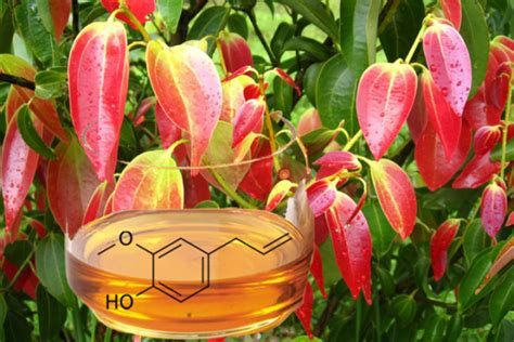 神奇的分子 丁香酚 （eugenol） 知乎