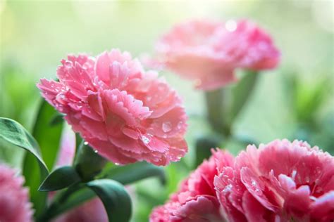 How To Plant Grow And Care For Carnations A To Z Flowers