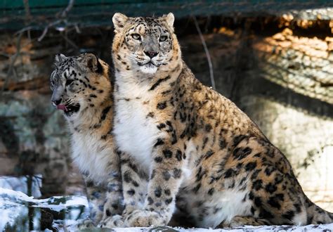 400 000 Sfondi Dei Gatti E Gatti Immagini Gratis Pixabay