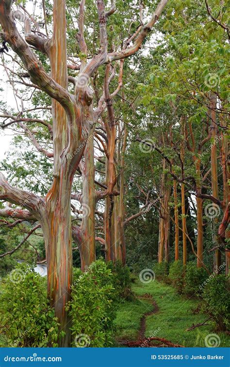Rainbow Eucalyptus Trees Maui Hawaii Usa Stock Image Image Of