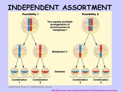 Meiosis And Heredity