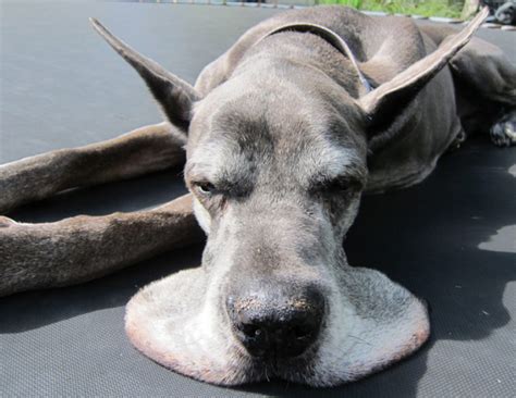 Psbattle This Melting Dog Rphotoshopbattles