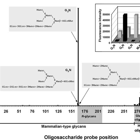 Er Localization Of Malectin A Schematic Drawing Of The Flag Tagged Download Scientific