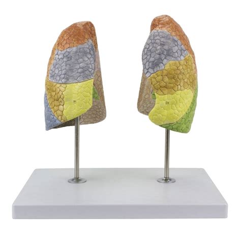 Segmented Lung Model Sem Trainers
