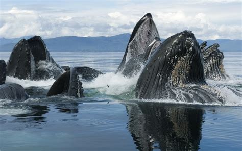Download Breaching Jump Mammal Sea Whale Animal Humpback Whale Hd
