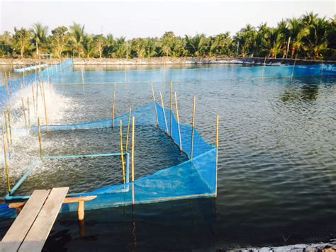 บ่อปลากะพงลูก นิมิตฟาร์ม จำหน่ายปลากะพงขาว อาหารเม็ดแท้