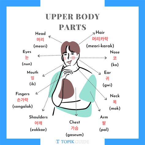 Complete List Of Body Parts Vocabulary In Korean Topik Guide