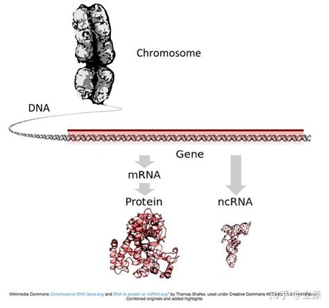 第一章 Rna Seq入门 知乎