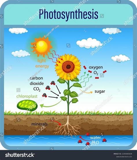 Diagram Showing Process Photosynthesis Images Stock Photos Vectors Shutterstock