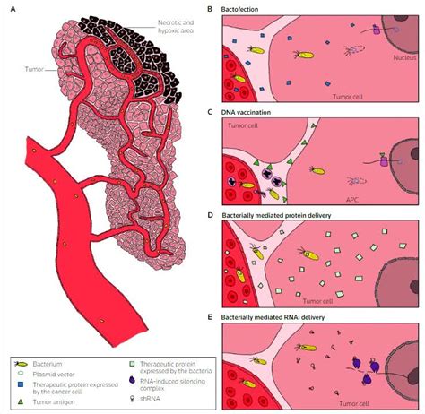 Bacterial Vector Development Cd Formulation