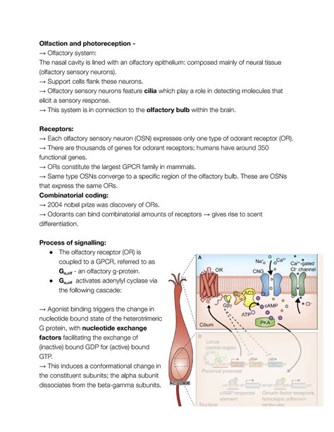 Olfaction And Photoreception → Support Cells Flank These Neurons →