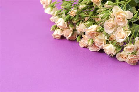 밝은 라일락 배경에 베이지색 아름다운 미니 장미의 프레임holidays텍스트에 대 한 장소 개화기에 대한 스톡 사진 및 기타 이미지 Istock