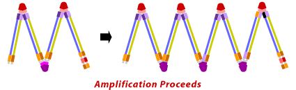 Loop Mediated Isothermal Amplification Technote