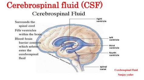Collection Transport And Processing Of Clinical Specimens Csf Pptx