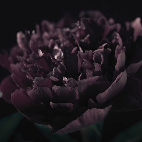 Black Peony Flowers Symbolic Meaning
