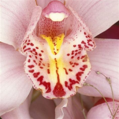 Flower Porn Erotic Portraits Of Plants By Famous Artists That Will Put You In A Pollinating