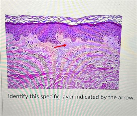 solved identify this specific layer indicated by the arrow