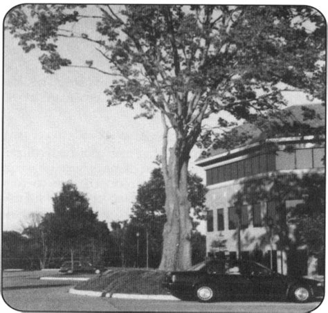 Tree Protection For Construction Fielder Tree Services 850 656 8737