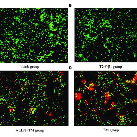 Cell Apoptosis Was Observed By Ao Pi Staining Cell Apoptosis Was Download Scientific Diagram