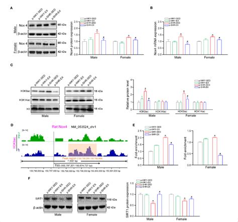 Maternal Exercise Induces H3k9 Deacetylation Of Nox4 Promoter Via Sirt