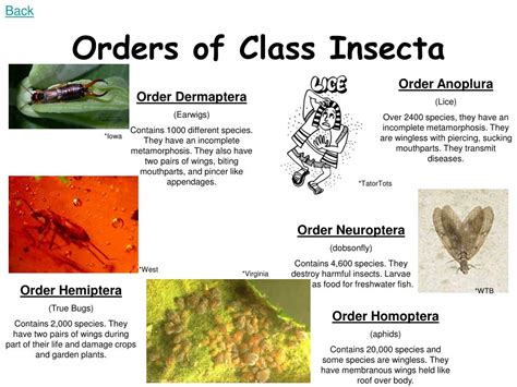 Ppt Kingdom Animalia Powerpoint Presentation Free Download Id4239814