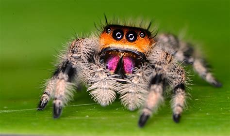 Spiders can hear over great distances - Earth.com